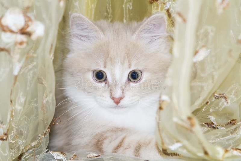 Cream Kitten of Siberian Breed on the Scratching Post, Adorable Stock ...