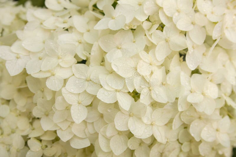 Hydrangea macro stock photo. Image of purple, natural - 56620928