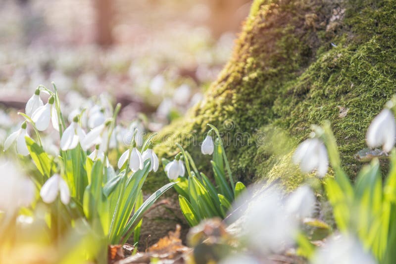 Tender Snowdrops Made Their Way through the Concrete Towards the Spring ...