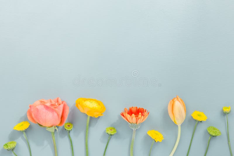 Tender Spring Flowers in Row Stock Image - Image of arranged, blossom ...