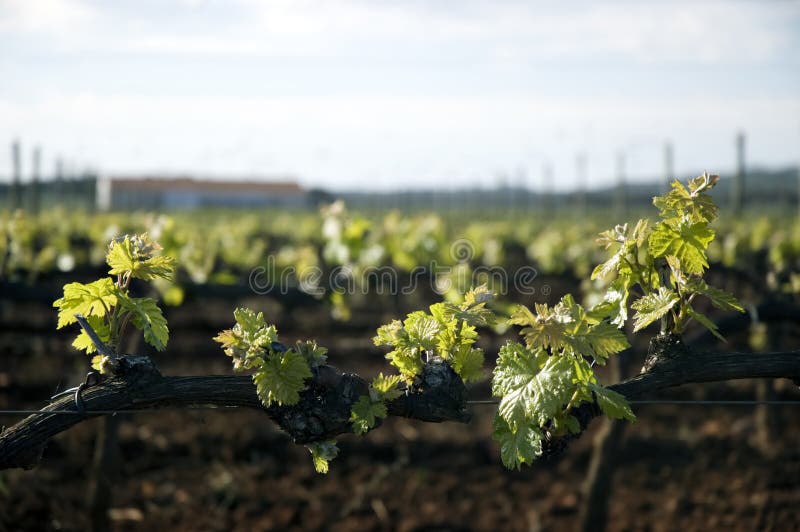 Grapevines Sprouting New Season Growth Stock Photo - Image of field ...