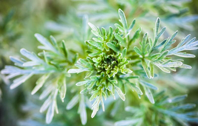 Spring plant opening stock image. Image of botanical - 182687003