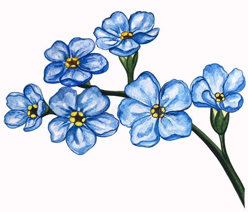 Tender Spring Romantic Blue Forget-me-not Flower on the Stem. Stock ...