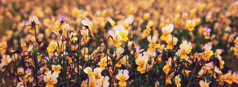 Tender spring violets stock image. Image of background - 269496745