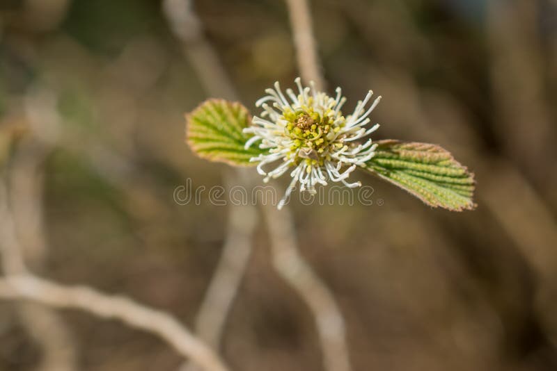 Tender Springtime Nature in Park. First Green Leaves, Tree Twig Macro ...