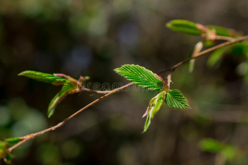 Tender Springtime Nature in Park. First Green Leaves, Tree Twig Macro ...
