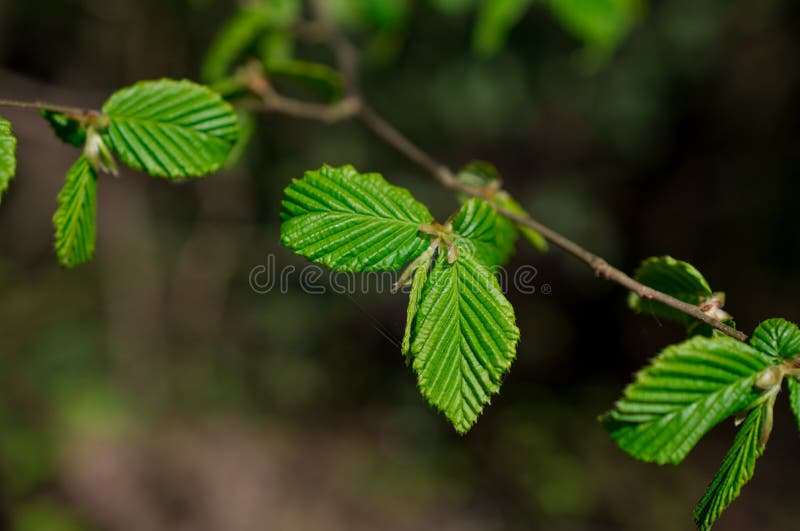 Tender Springtime Nature in Park. First Green Leaves, Tree Twig Macro ...