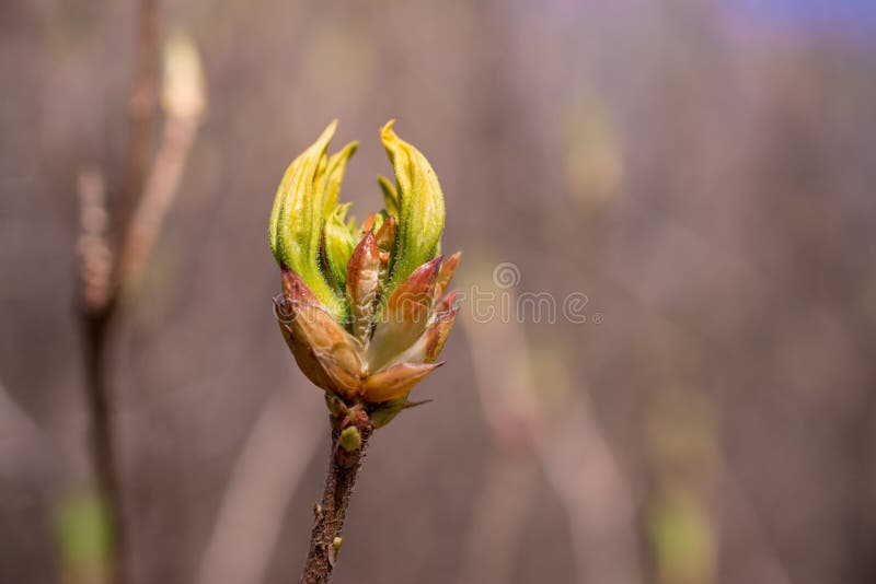 Tender Springtime Nature in Park. First Green Leaves, Tree Twig Macro ...