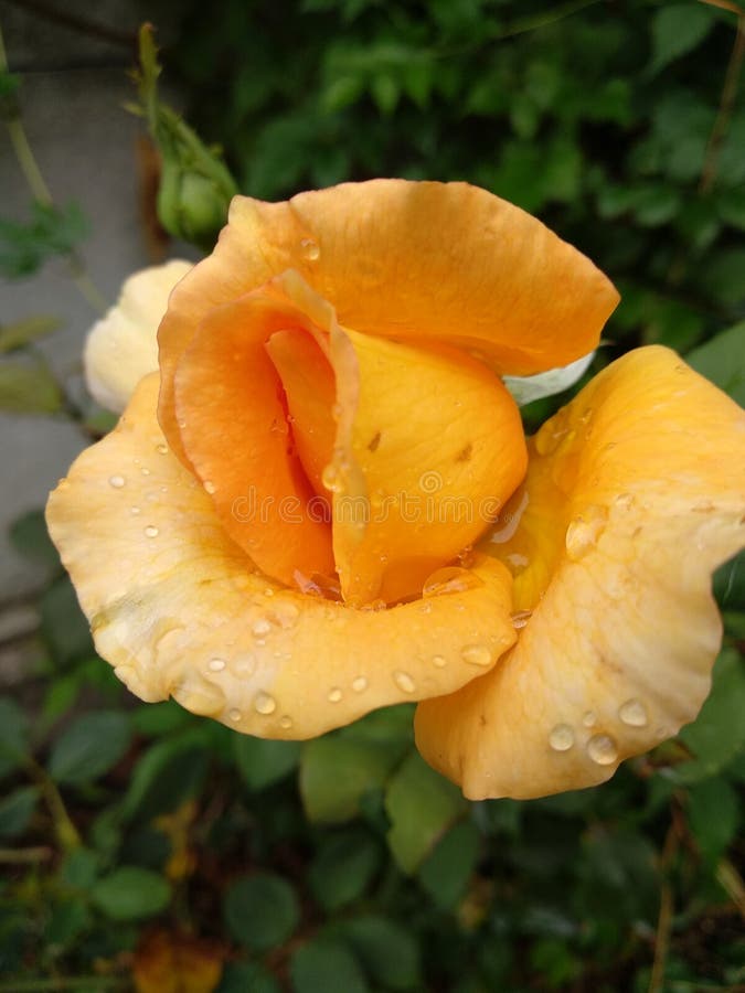 Tender Yellow Rose with Raindrops Stock Photo - Image of freshness ...