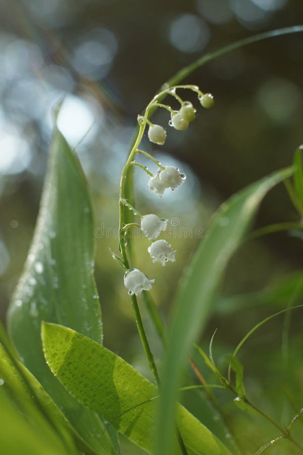 Tenderly Spring Lilies of the Valley among the Forest Stock Photo ...