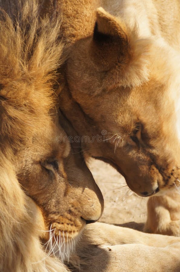 The Tenderness and Fidelity of the Lion Stock Photo - Image of nature ...