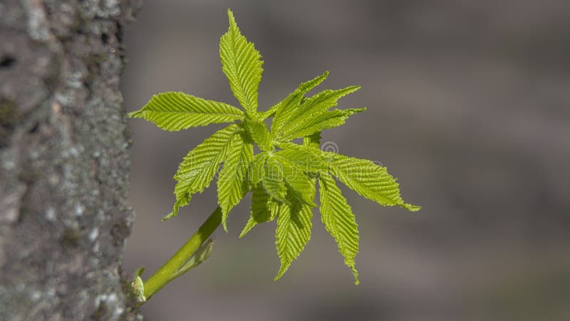Tenderness of a Young Chestnut Leaf Near a Tree Trunk Stock Image ...