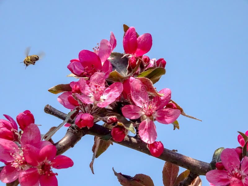 The Tenderness of the Young Spring. Flowering Trees and a Little Bee ...