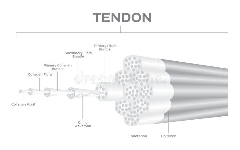 Tendon Stock Illustrations – 5,213 Tendon Stock Illustrations, Vectors ...