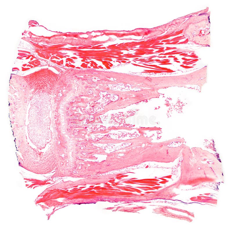 Tendon, a Piece of Sinew Section, he Stain, 20X Light Micrograph Stock ...