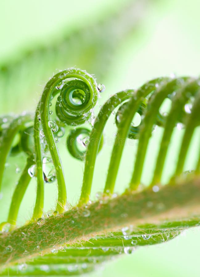 Tendril with Drop stock photo. Image of plant, cycle, liana - 267280