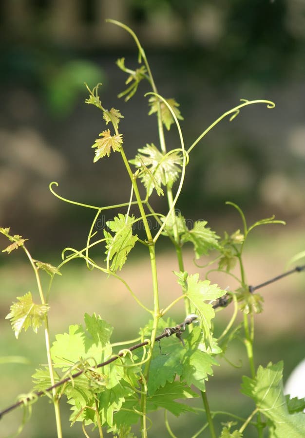 Tendril stock image. Image of agriculture, grape, wine - 25230149