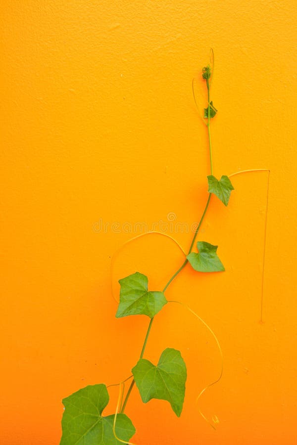 Tendril stock photo. Image of background, growing, space - 26379934