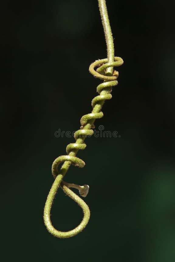 Tendril stock image. Image of power, stem, growth, summer - 26508429