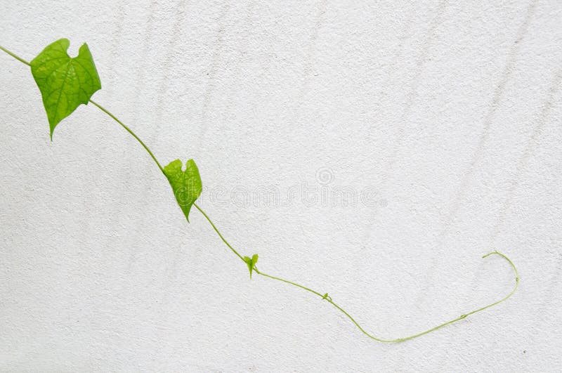 Tendril stock photo. Image of nature, stem, whitewash - 6504716