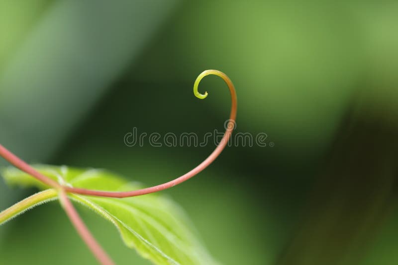 Tendril - background stock image. Image of grapevine - 56960675