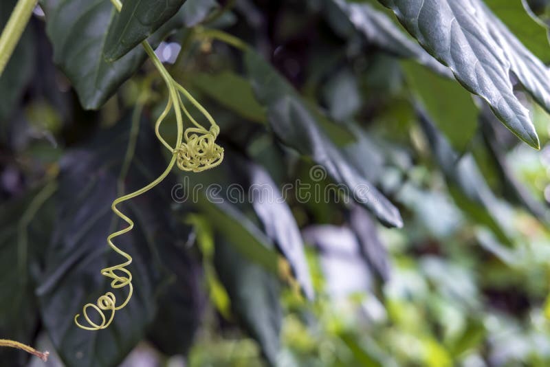 This is a Tendril, a Tendril is a Specialized Stem, Leaves or Petiole ...