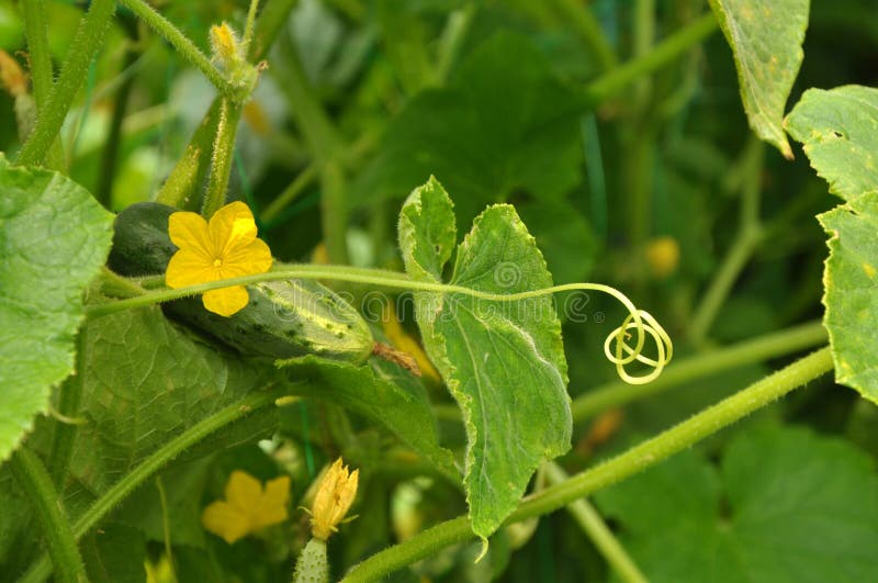 Tendril of cucumber stock image. Image of tendril, plant - 29408207