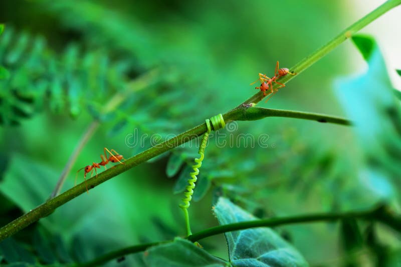 Tendril stock photo. Image of climber, copy, passiflora - 86711006