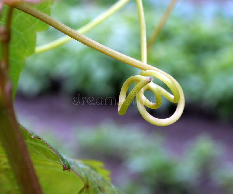Leaves Of Tendril Climbing Plant Against A Brick Fence Stock Photo ...