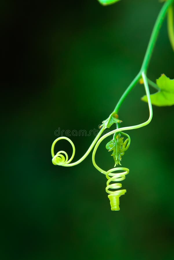 The Tendril of the Gourd is Like a Hand Used To Hold Things Stock Image ...