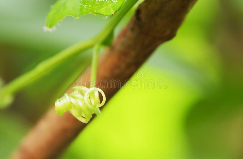 135 Tendril Root Photos - Free & Royalty-Free Stock Photos from Dreamstime