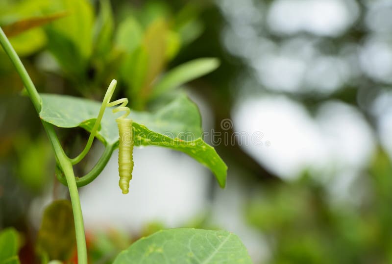Tendril stock photo. Image of bright, detail, close, life - 78465486