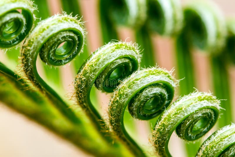A tendril, macro of plant stock image. Image of foliage - 44030417