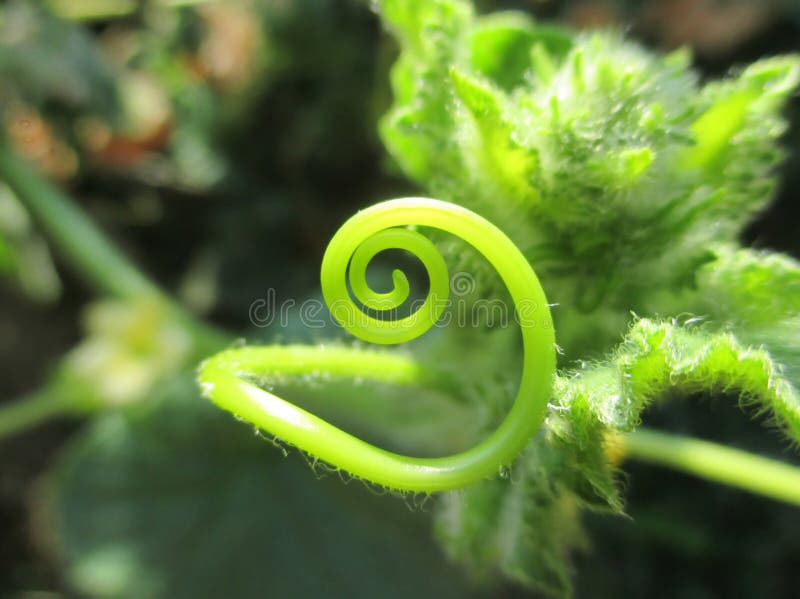 Cucumber Plant Tendril stock image. Image of vining, cucumber - 5533829