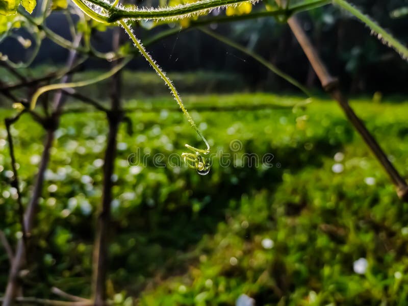 This is a Tendril, a Tendril is a Specialized Stem, Leaves or Petiole ...
