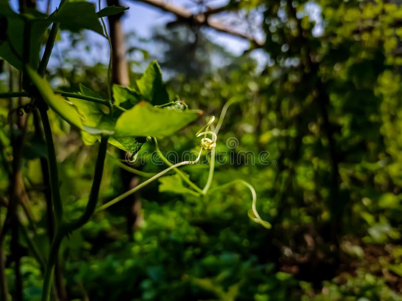 This is a Tendril, a Tendril is a Specialized Stem, Leaves or Petiole ...