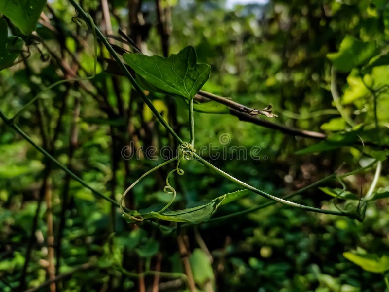 This is a Tendril, a Tendril is a Specialized Stem, Leaves or Petiole ...