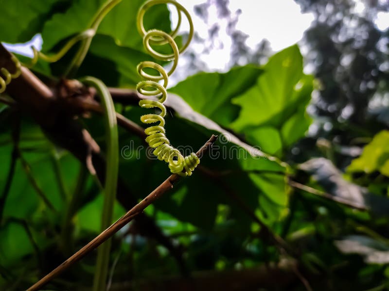 This is a Tendril, a Tendril is a Specialized Stem, Leaves or Petiole ...