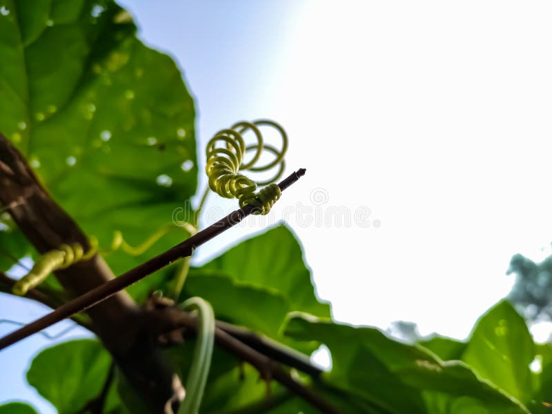 This is a Tendril, a Tendril is a Specialized Stem, Leaves or Petiole ...