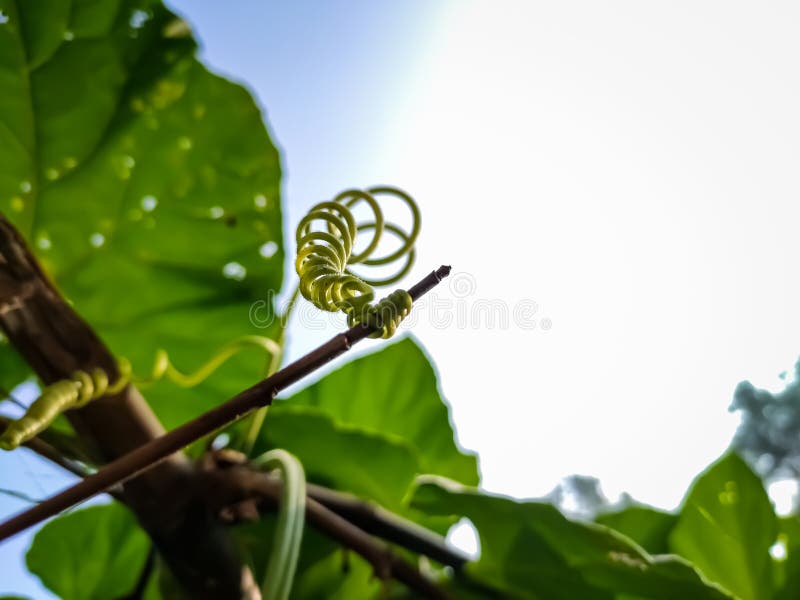 This is a Tendril, a Tendril is a Specialized Stem, Leaves or Petiole ...