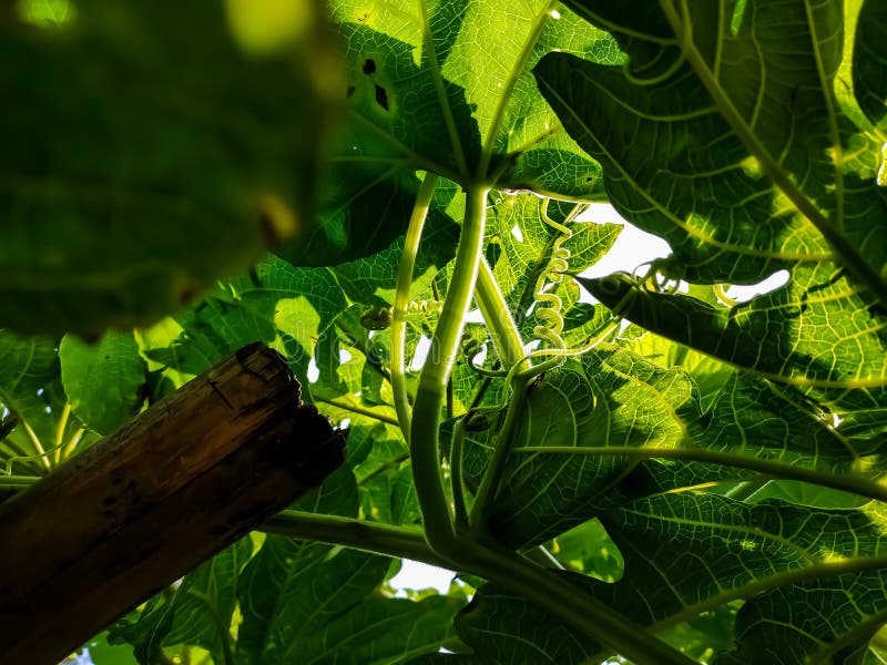 This is a Tendril, a Tendril is a Specialized Stem, Leaves or Petiole ...