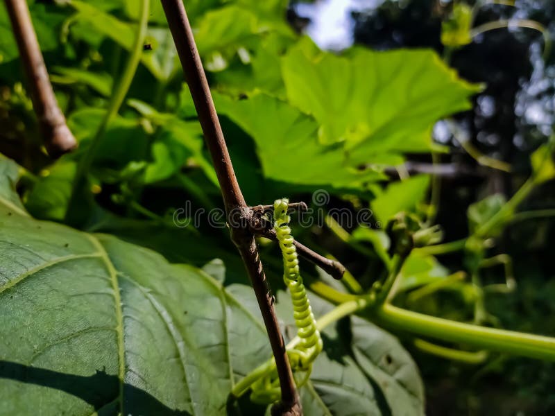 This is a Tendril, a Tendril is a Specialized Stem, Leaves or Petiole ...