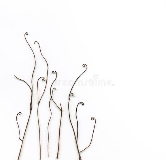 Tendrils stock photo. Image of tendril, space, green, stem - 1384954