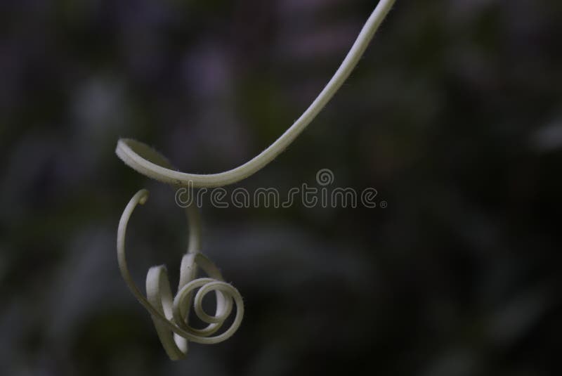 Tendrils of Climbing Plants that Grow Wild in Nature. Stock Photo ...