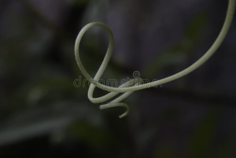 Tendrils Climbing Plants Uniquely Shaped. Stock Image - Image of yellow ...