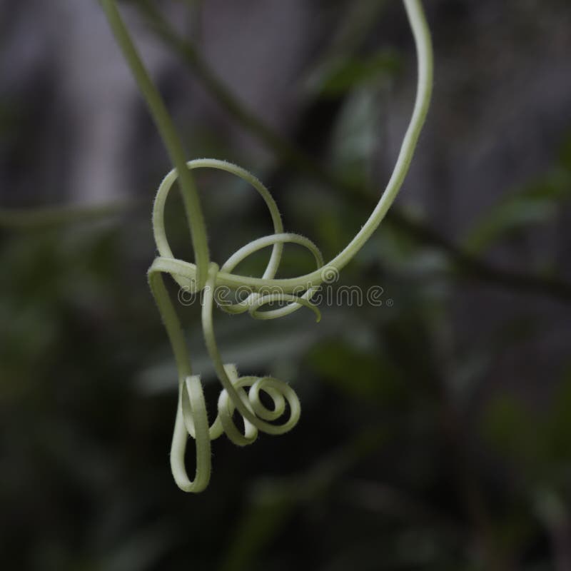 Tendrils of Climbing Plants that Grow Wild in Nature. Stock Photo ...