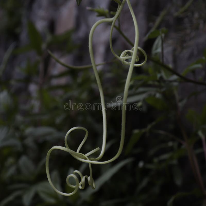 Tendrils of Climbing Plants that Grow Wild in Nature. Stock Image ...