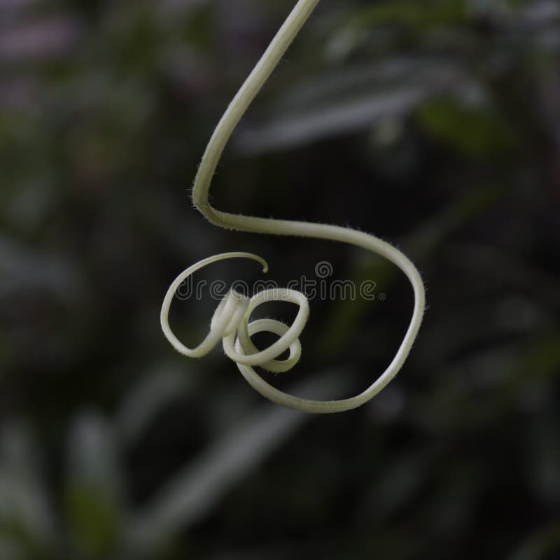 Tendrils Climbing Plants Uniquely Shaped. Stock Image - Image of ...