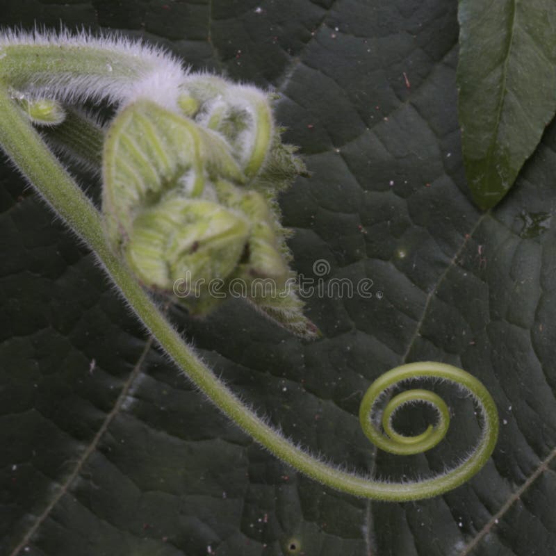Tendrils Climbing Plants Uniquely Shaped. Stock Photo - Image of ...