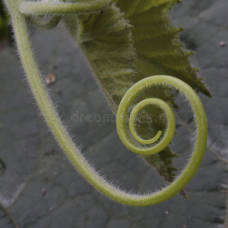 Tendrils Climbing Plants Uniquely Shaped. Stock Photo - Image of ...